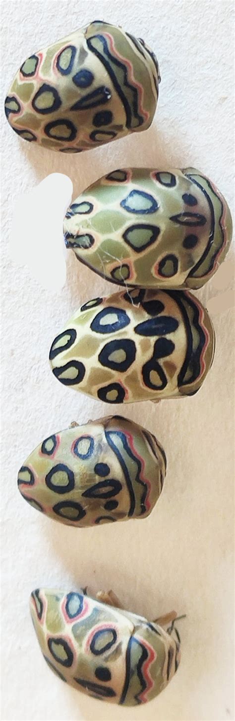 Pack Of 10 Hemiptera Picasso Bug Sphaerocoris Annulus Color Faded
