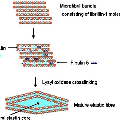 Electron Micrograph Showing Central Elastin Core E With Microfibril
