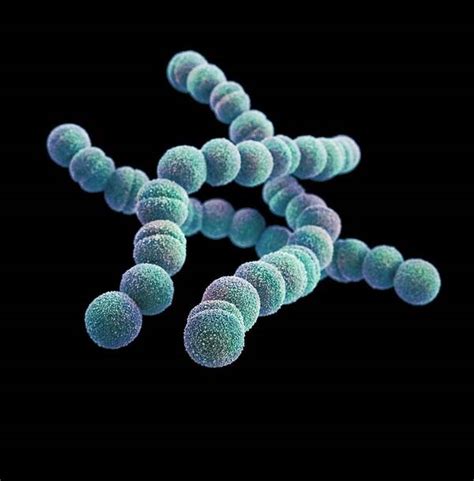Streptococcus Pyogenes Bacteria Poster By Science Photo Library Science Photo Gallery