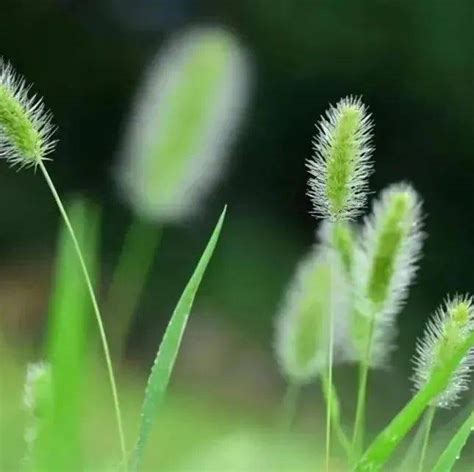 中药“狗尾巴草”是个宝，用它煮水喝，治疗滑膜炎有奇效！关节发病功效
