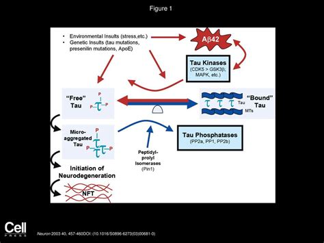 Tau Phosphorylation Tangles And Neurodegeneration Ppt Download