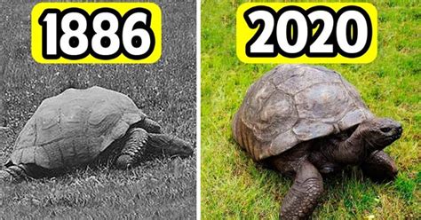 Дэлхий дээрх хамгийн УРТ настай 10 амьтан