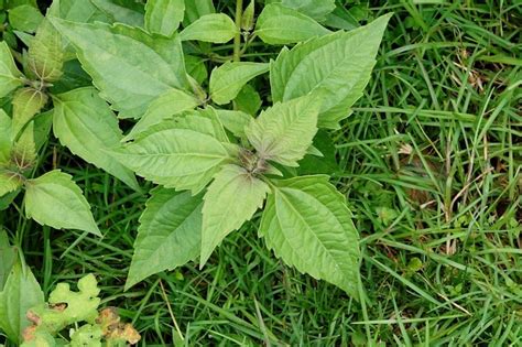 Mexican Dream Herb 3 Live Plants Calea Zacatechichi Ternifolia Etsy