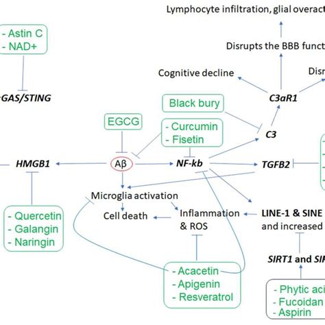 The Cascade Of Events Resulting From Amyloid Beta Aβ Accumulation In