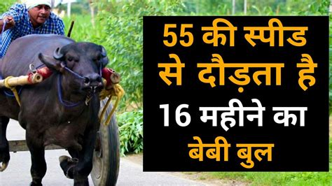 कतई जहर Jhota Race Bhaisa Buggi Race 55 की स्पीड से दौड़ता है यह