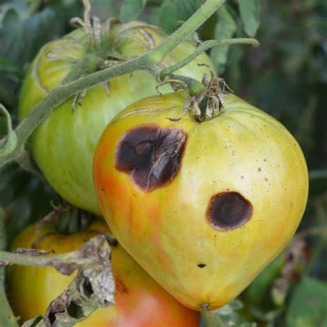 Epp7625 Common Diseases Of Tomatoes Part I Diseases