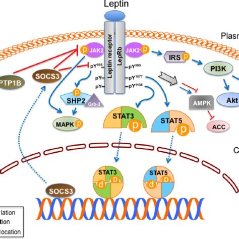 Interactions Of Leptin And Insulin Signaling In Hypothalamus Download