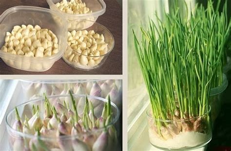 Balaio de Madre Sete alimentos que você pode cultivar em casa sem