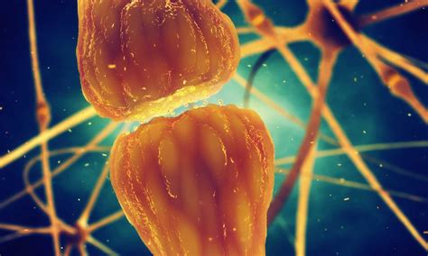 Gaba Your Guide To The Neurotransmitter Gaba Brain Forza®