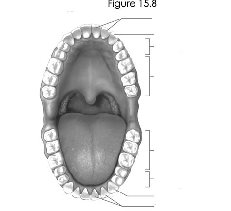4 Diagram Quizlet