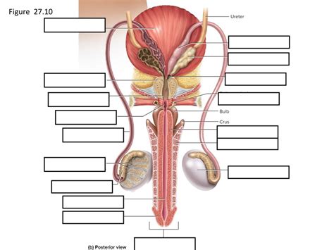 The Male Reproductive System Posterior View Diagram Quizlet
