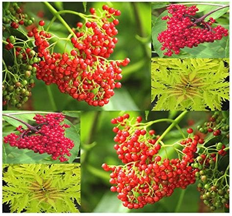 Elderberry Types What Are Some Common Varieties Of