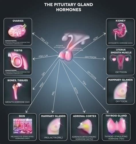 630 Ormone Follicolostimolante Immagine Foto Stock Immagini E