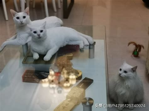 我家的女儿被调剂到了动物医学，这个前景咋样？ 弓一子的回答 头条问答