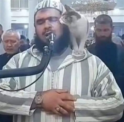 محبى الشيخ وليد مهساس صاحب واقعة القطه الشهيرة Cairo