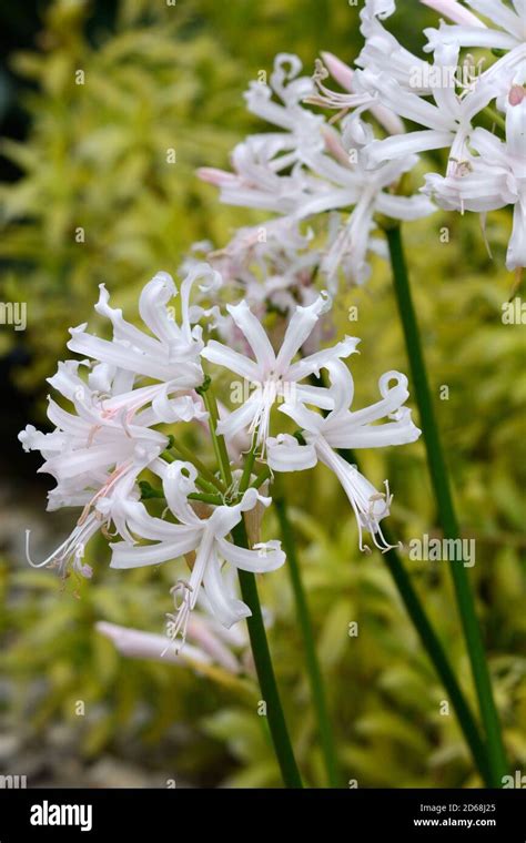 Nerine Nikita Guernsey Lily Bowden Cornish Lily Flower White Flowers Tinged With Pink Stock