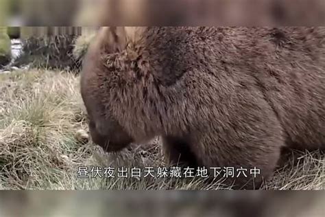 澳洲最奇特萌物是熊和考拉的结合体连出恭都那么有个性 熊和 考拉 萌物