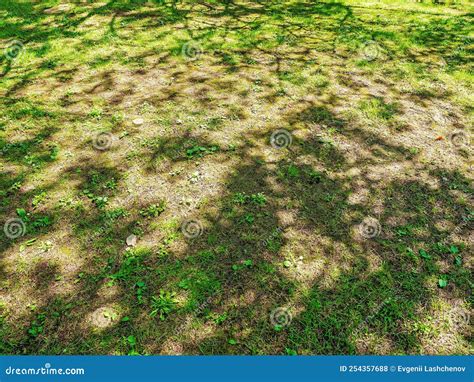 Shady Pattern On The Ground With Short Grass Full Screen Photo Stock
