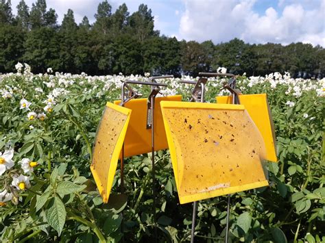 Bladluizen Verrassen Door Vroeg Middenin Percelen Te Zitten Hlb Bv