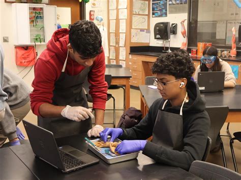Anatomy And Dissection Club Gets Their Hands Inky For Squid Dissection
