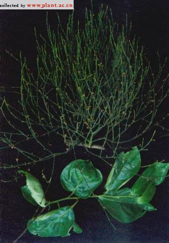 棱枝槲寄生Viscum diospyrosicolum Hayata 植物通