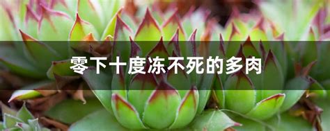 零下十度冻不死的多肉 花百科