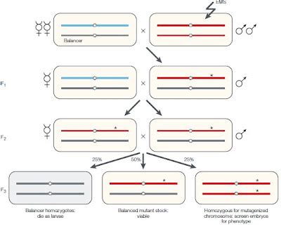 Sandwalk Balancer Chromosomes