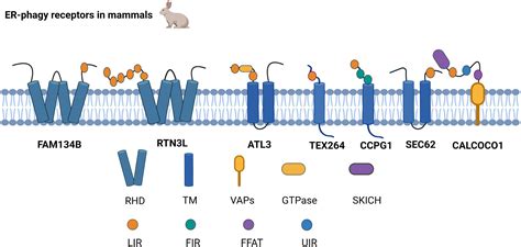 Frontiers Role Of Endoplasmic Reticulum Autophagy In Acute Lung Injury