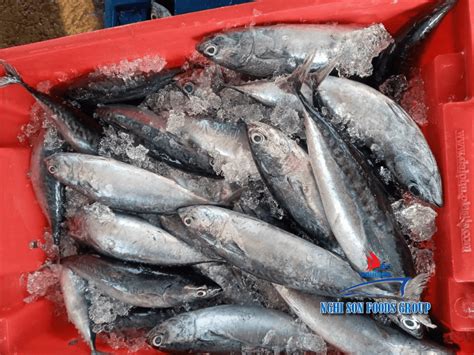 Bullet Tuna Auxis Rochei Nghi Son Foods Group