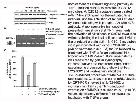 美国apexbio中文官网 Tnf Alpha Recombinant Murine Protein