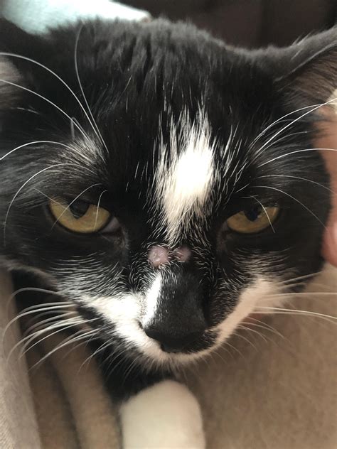 What Are These On My Cats Nose Rcats