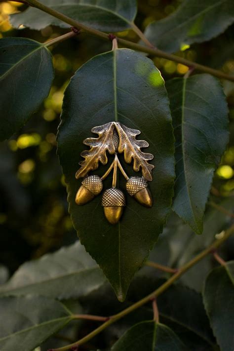 Acorn Pinacorn Broochoak Pinoak Broochbotanical Pinmedicinal Plant