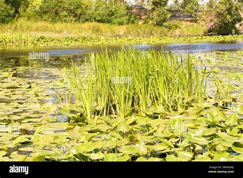 Yellow Nuphar Lutea And Typha Latifolia In The Dnieper River Under
