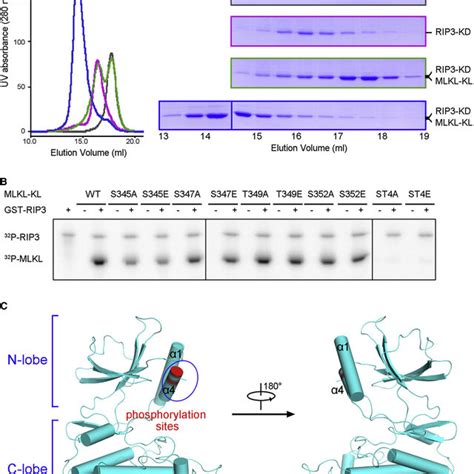 Structure Of The Mouse Rip3 Mlkl Complex And The Interface Between Rip3