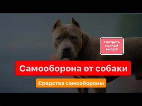Защита от бродячих собак| Как защитить себя и своих детей - YouTube