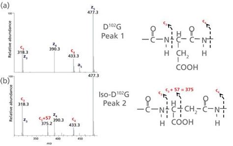 Minimizing Method Induced Deamidation And Isomerization During Antibody
