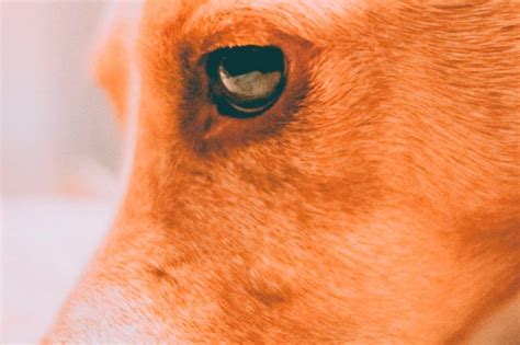 Las Mejores Razas Españolas De Perros De Caza Blog Caza Chiruca