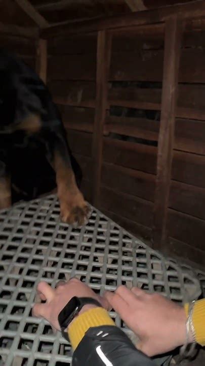 الكلب الرود وقع في مشكله وده كان الحل 🥹😳 Youtube