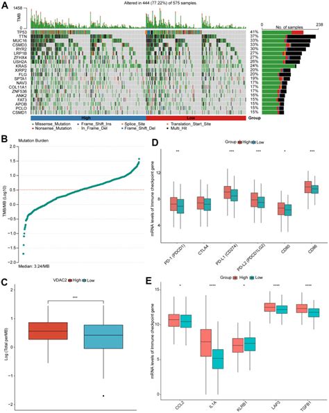 Single Cell And Bulk Rna Sequencing Data Jointly Reveals Vdac2s Impacts On Prognosis And Immune