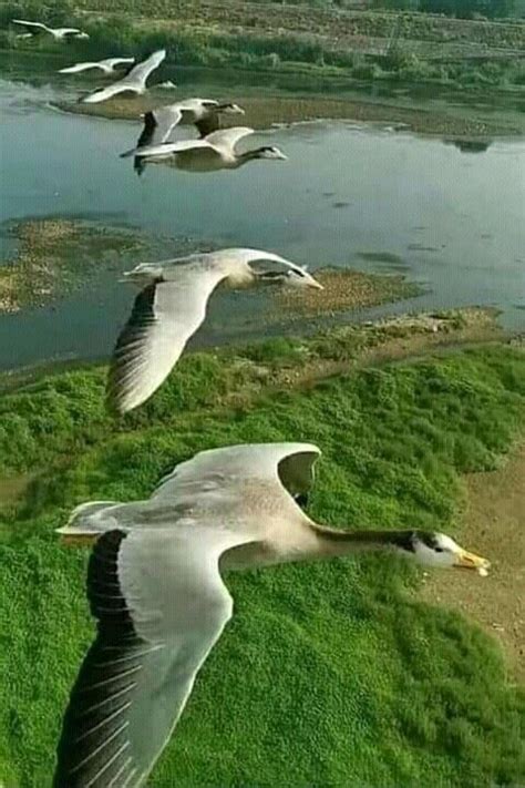 Pin by Лариса Морозова on Птицы Pretty birds Beautiful birds Animals wild