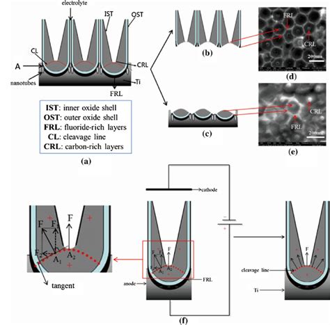 Schematic Diagram Of Formation Of Thtna A The Structure Of Tio 2 Download Scientific Diagram