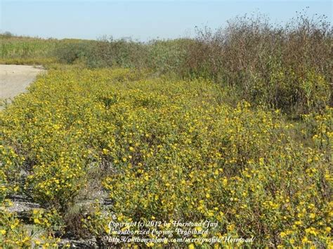 Camphor Daisy In The Wildflowers Forum