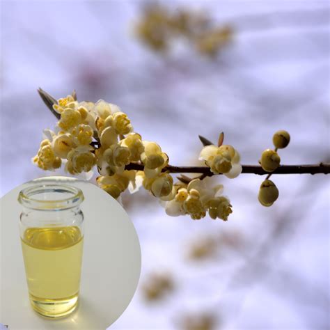 Litsea Cubeba Oil 20 Ml Kl 205 17 20