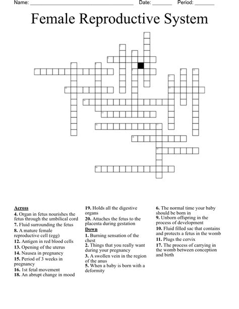 Female Reproductive System Crossword Puzzle