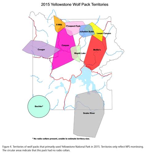 Yellowstone National Park Wolf Information ~ Yellowstone Up Close And