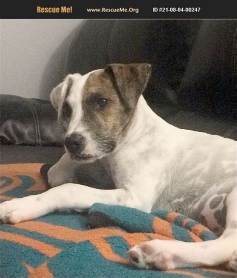Adopt 21080400247 ~ Jack Russell Rescue ~ Cary Nc