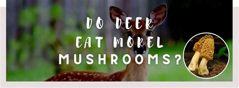 Do Deer Eat Morel Mushrooms Toxic Or Healthy