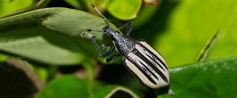 Citrus Root Weevil Slider Biobee