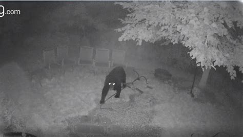 Beware Of Black Bears Wisconsin Dnr On How To Stay Safe Fox6 Milwaukee