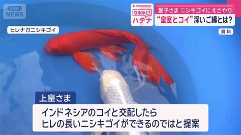 愛子さまが餌やり 皇室と錦鯉の深い関係